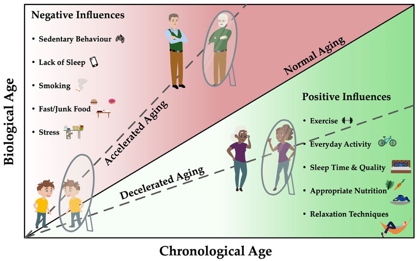 Biological Age vs Chronological Age- What It Means for Your Health ...